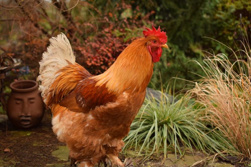 12 Types of Roosters + How to Pick the Right Breed For Your Flock - Eco ...