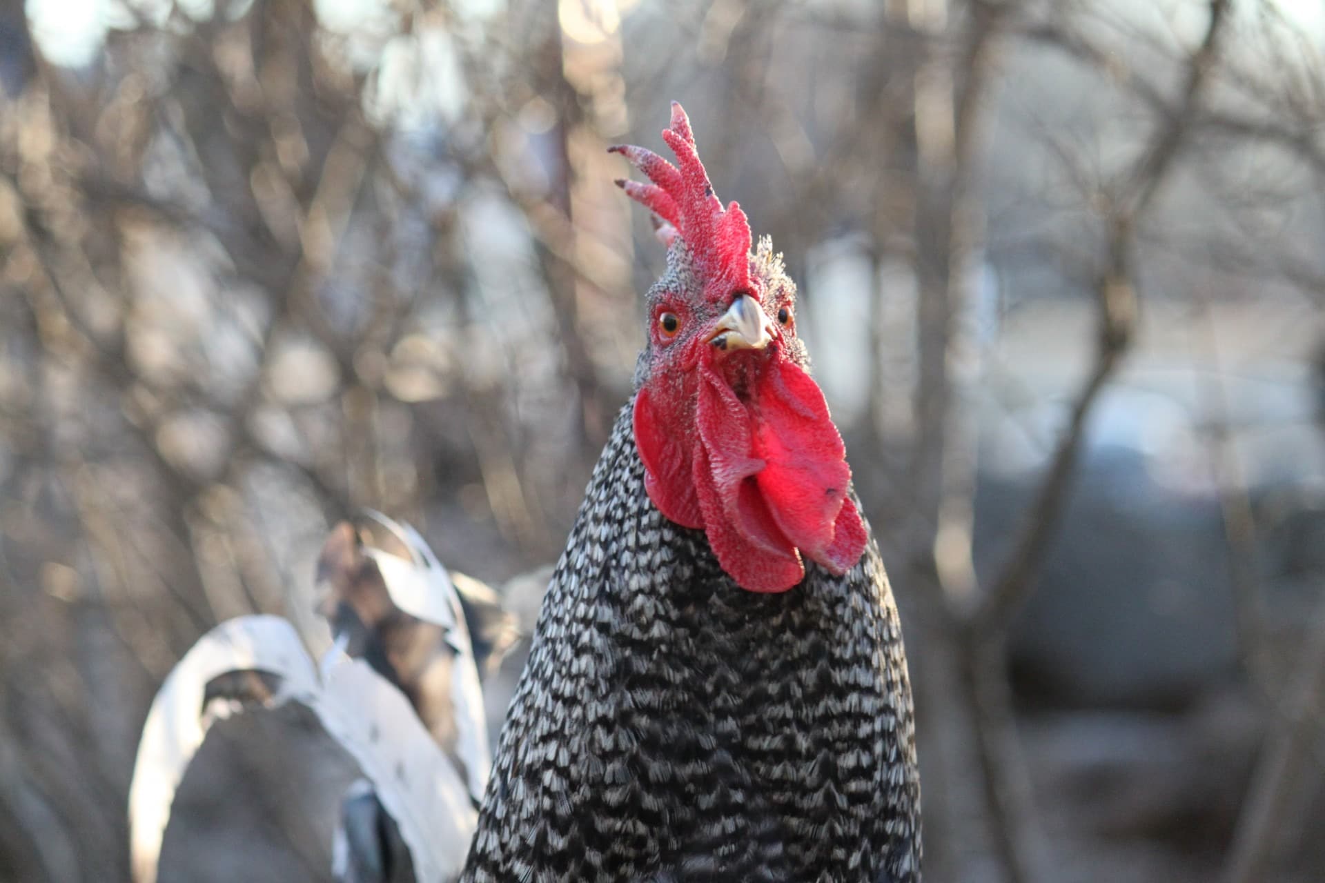 12 Types of Roosters + How to Pick the Right Breed For Your Flock - Eco ...