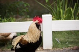 12 Types of Roosters + How to Pick the Right Breed For Your Flock - Eco ...