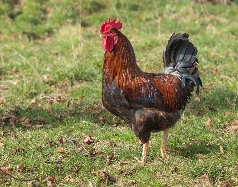 12 Types of Roosters + How to Pick the Right Breed For Your Flock - Eco ...