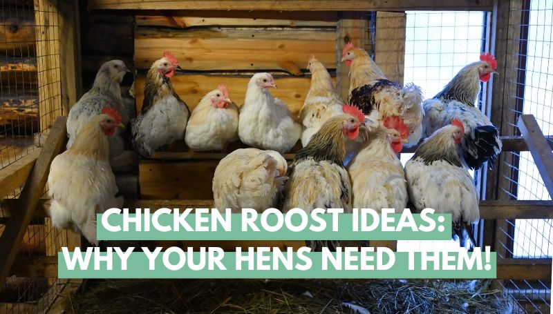 Chicken Roost Ideas: Why Your Hens Need Them! - Eco Peanut