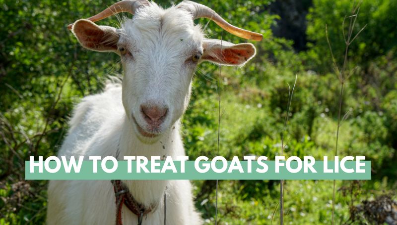 How To Treat Goats for Lice - Eco Peanut