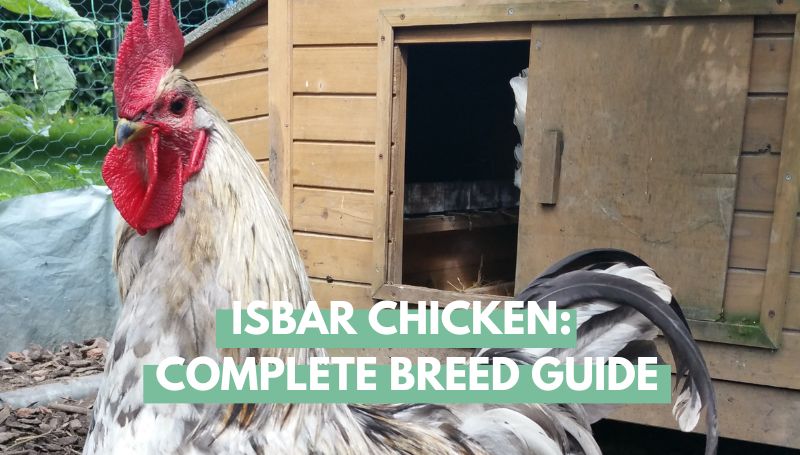 Isbar Chickens: Complete Breed Guide - Eco Peanut