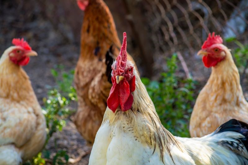 Do Possums Eat Chickens? - Eco Peanut