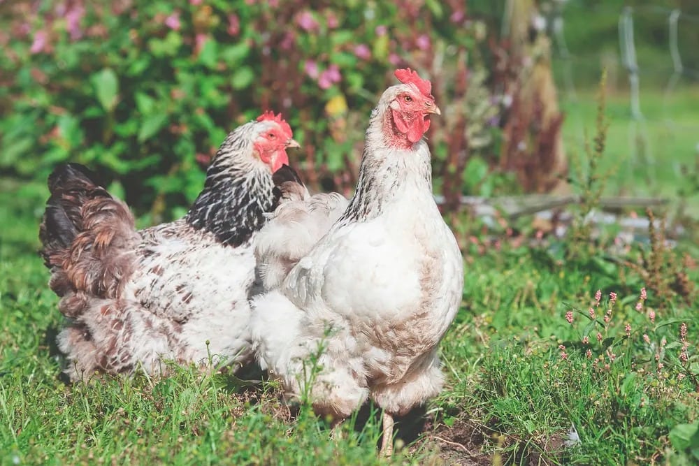 How Fast Do Chickens Grow to Full Size? - Eco Peanut