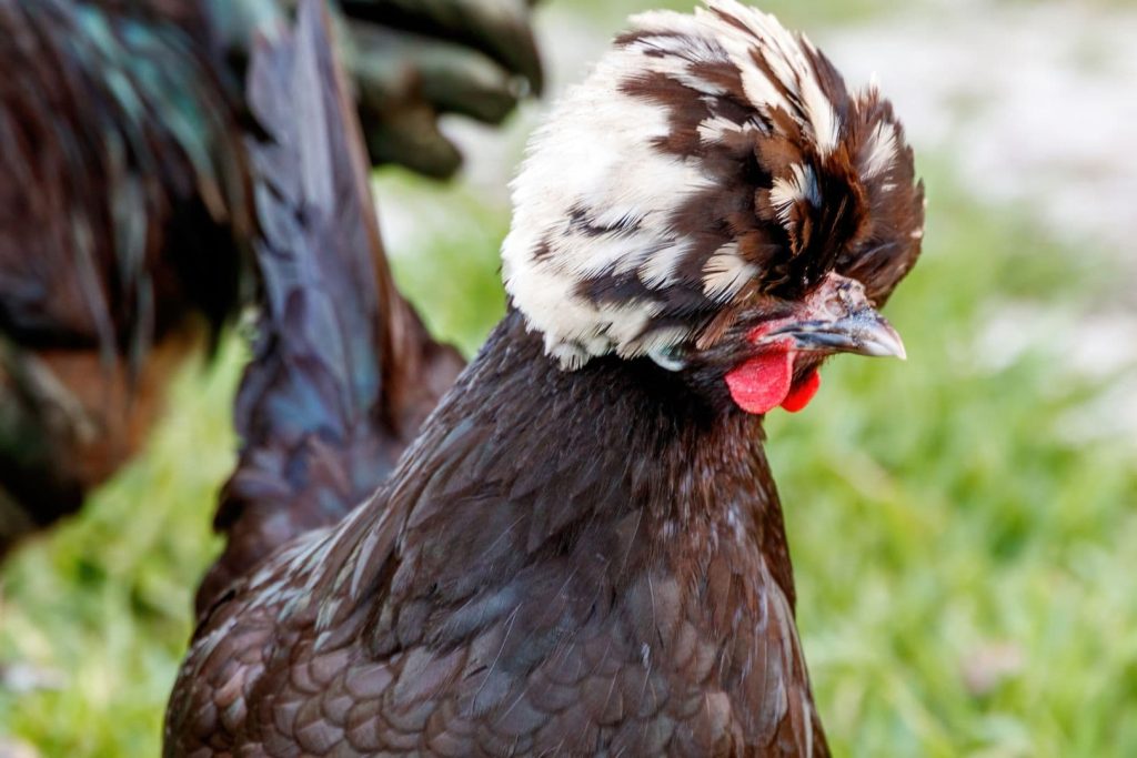 Top 10 Cute Chicken Breeds: Ranked & With Pictures! - Eco Peanut