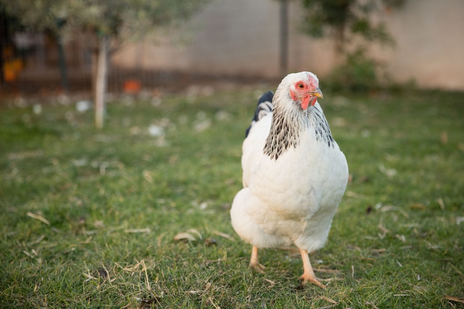 Top 10 Cute Chicken Breeds: Ranked & With Pictures! - Eco Peanut