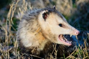 Do Possums Eat Chickens? - Eco Peanut