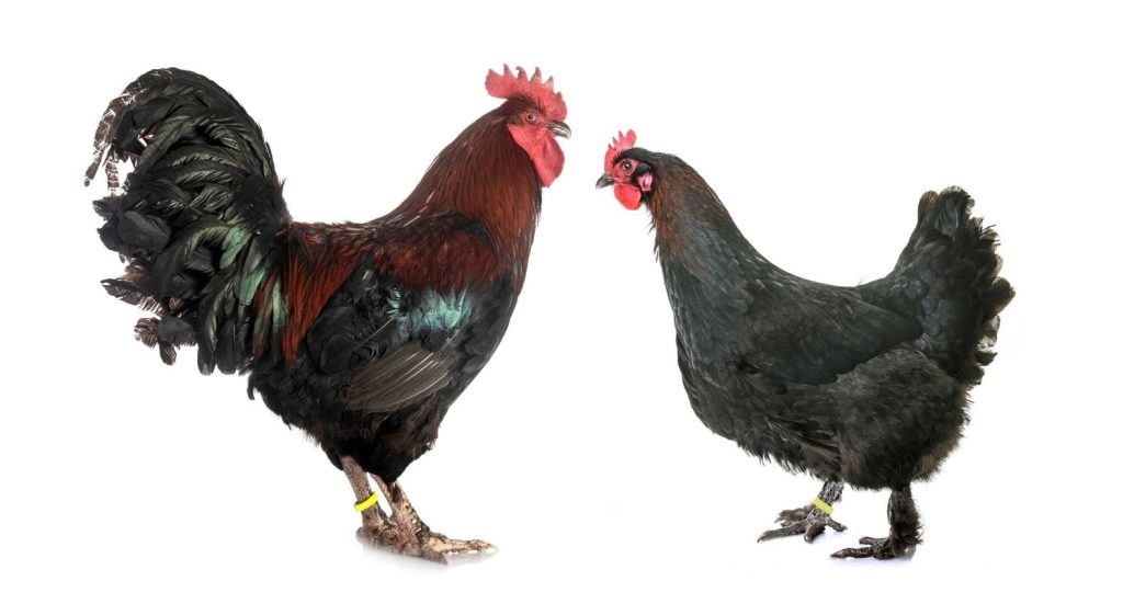 Mystic Marans Chicken: Complete Breed Guide - Eco Peanut
