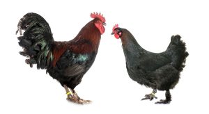Mystic Marans Chicken: Complete Breed Guide - Eco Peanut