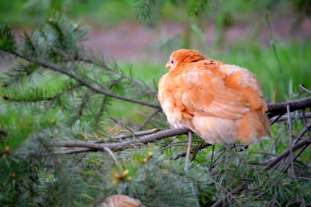 Chicken Roost Ideas: Why Your Hens Need Them! - Eco Peanut