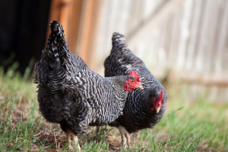 Top 13 Quiet Backyard Chicken Breeds - Eco Peanut